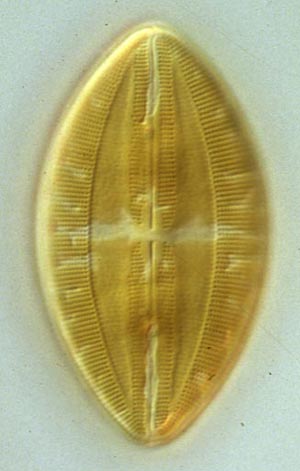 Algae World: types and morphometric data
